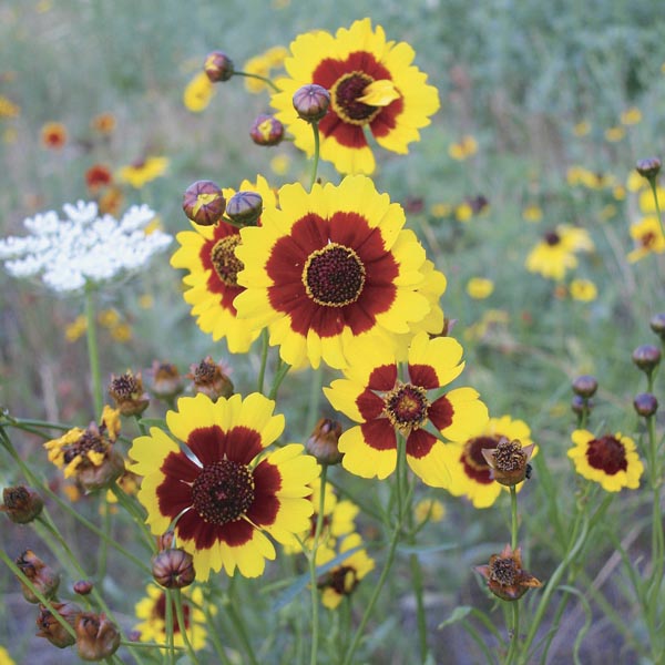 Plains Coreopsis