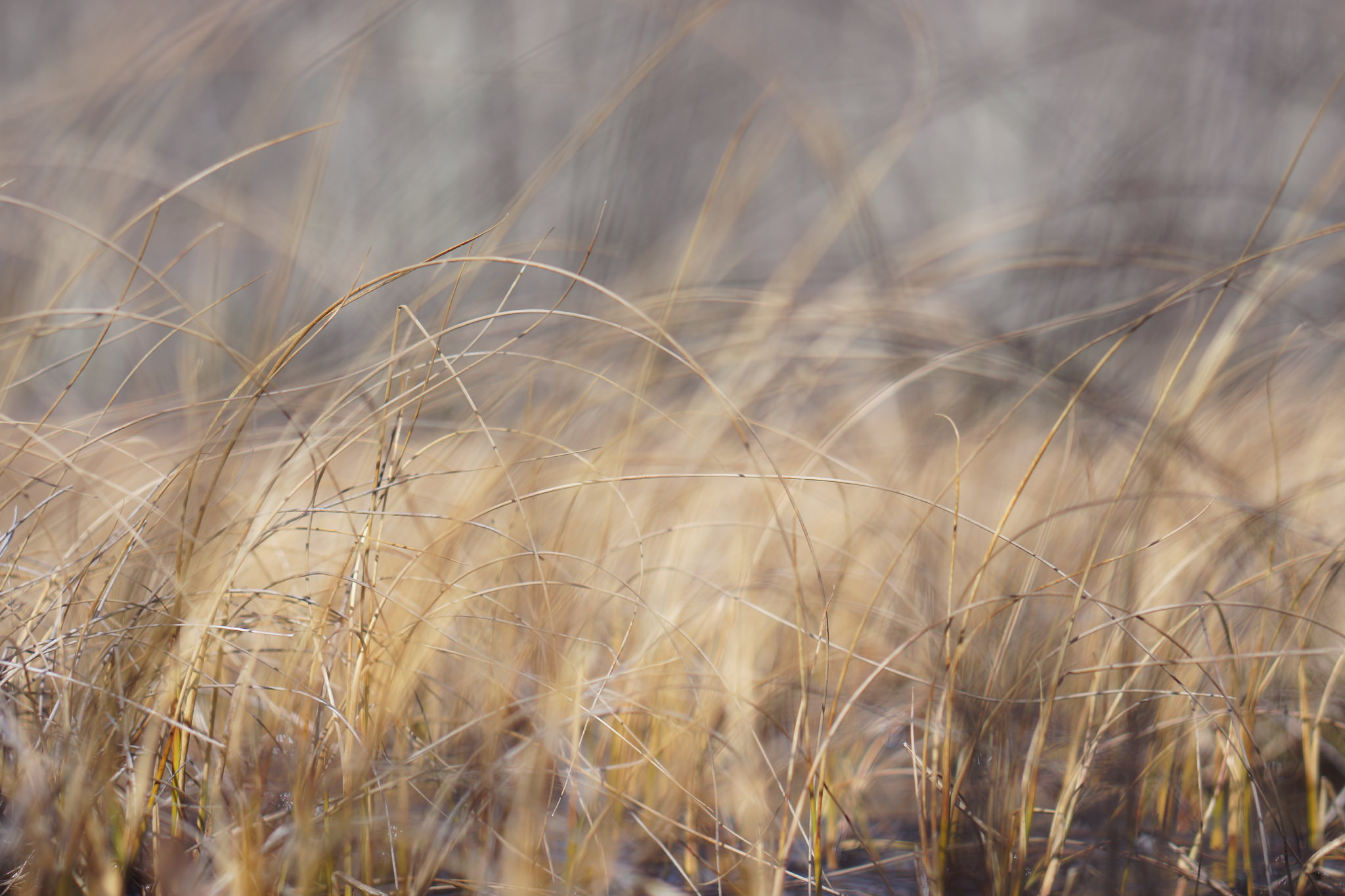 Native Grasses